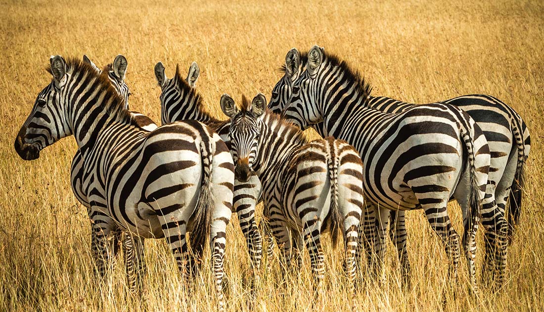 20 Days Rwanda, Uganda, Tanzania & Pemba Island - Destination Specialists